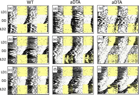Raster Style Circadian Actograms Illustrating Temporal Patterning Of