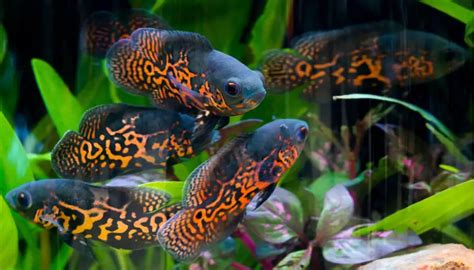 How To Sex Oscar Fish A Step By Step Guide For Beginners