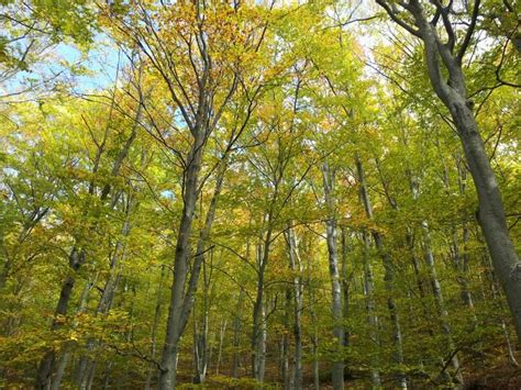 Pin By Asgar On Colours Tree Plants Colours