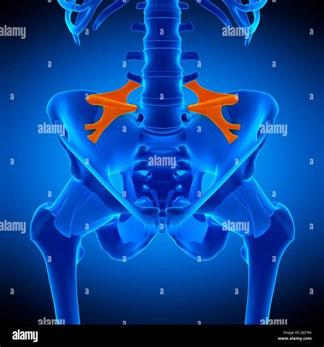 Iliolumbar Ligament Cadaver