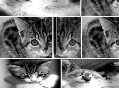JQuery Responsive Justified Image Gallery Plugin Photogrid Js Free JQuery Plugins