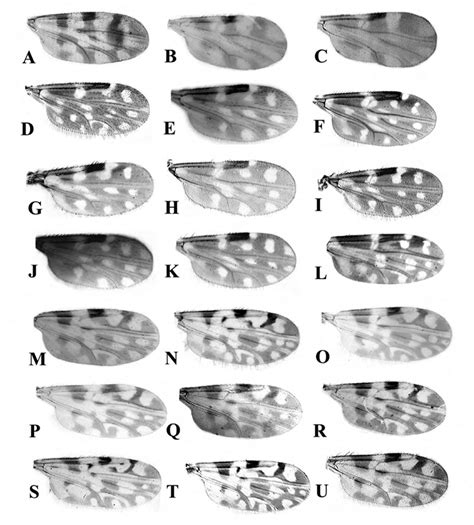 Wing Photograph Of Culicoides Species In Amazonas State Brazil A C