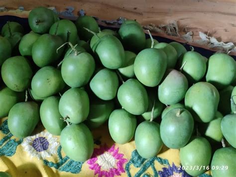 Green Devgad Alphonso Mango Carton Packaging Size Dozen At Rs 1650dozen In Mumbai