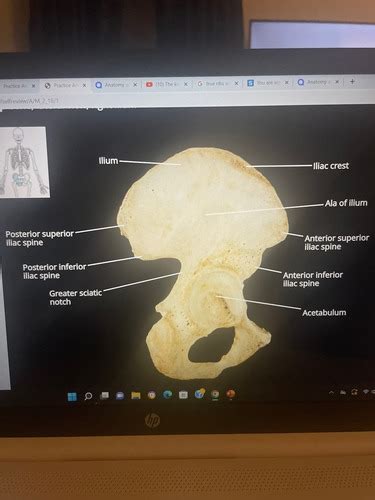 Appendicular Skeleton Pelvic Girdle Flashcards Quizlet