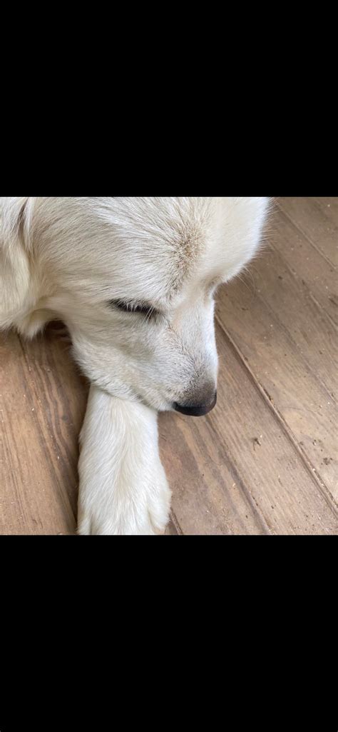 Salt And Pepper Great Pyr Rescue R Greatpyrenees