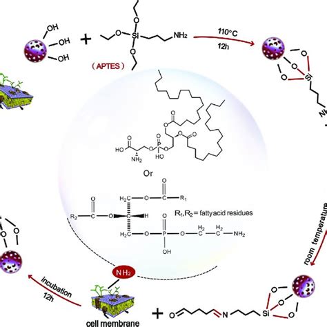 E Scheme Of Aptes Decorated Silica Gel Synthesis And Its Reaction With Download Scientific