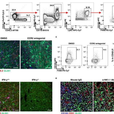 Infiltrated Cd169⁺ Macrophages Promote Antitumor Immune Responses A Download Scientific Diagram