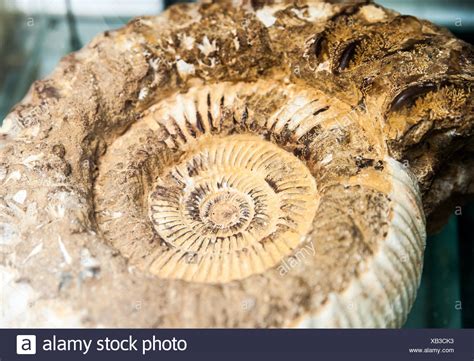 Fossil Snail High Resolution Stock Photography And Images Alamy