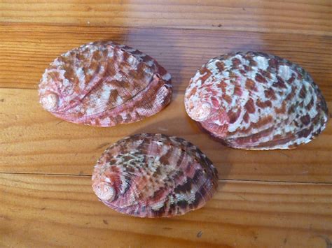 Haliotis Tuberculata Tuberculata Linnaeus 1758