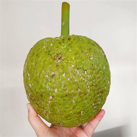 Grafted Breadfruit Fruit Tree Good Quality Etsy