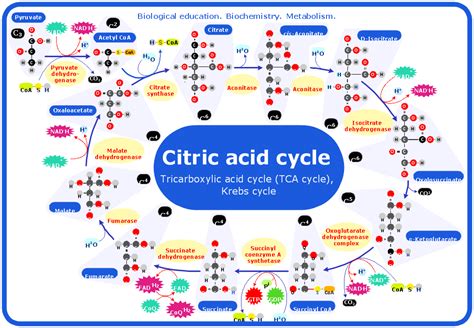 Citric Acid Cycle Concept Map Map
