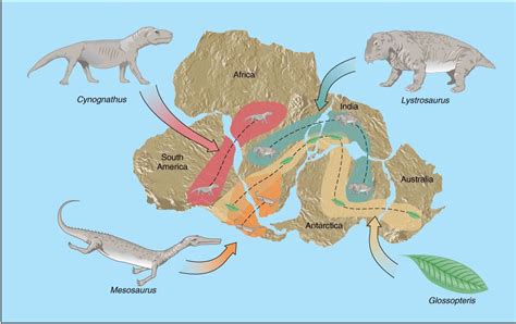 Pangaea Fossil Evidence Map At Gwendolyn Samuels Blog