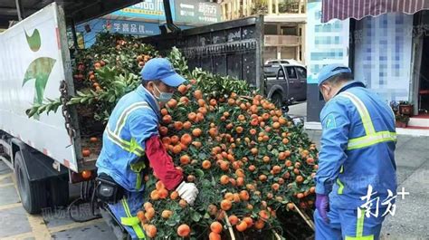 花都市民，这66个临时收集点可回收年花年桔处理分类花盆
