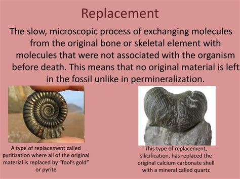 Ppt The Fossilization Flow Chart Powerpoint Presentation Id5454856