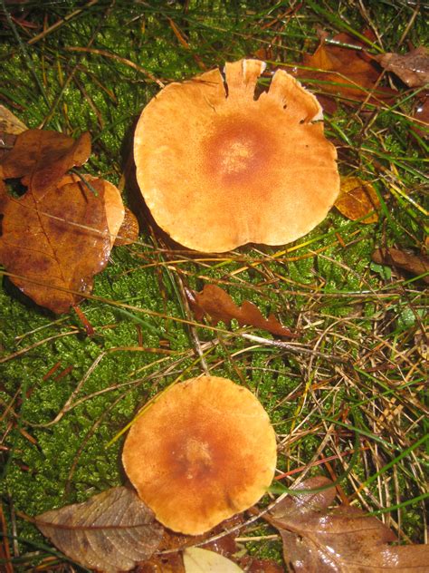 Cystoderma Granulosum The Ultimate Mushroom Guide