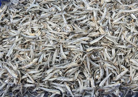 Dried Anchovy Traduzione At Wendell Espinoza Blog