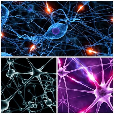 Tipos De Neurônios Com Suas Características Mais Importantes