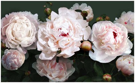 Пионы бесшовный фон эстетика — купить по низкой цене на Яндекс Маркете