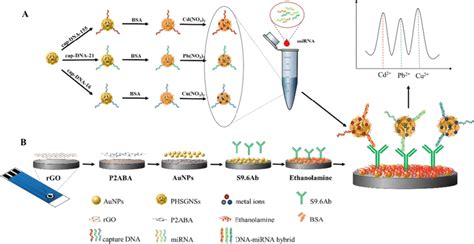 Schematic Of Electrochemical Biosensor Of Mirna 155 Mirna 21 And