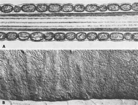 Sperm Selection For Fertilization I Natural Maturation And Capacitation