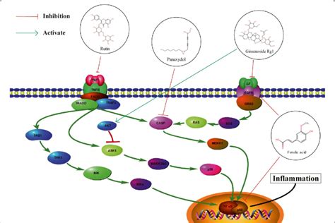 Potential Mechanisms Of CRD Treatment Of AD Download Scientific Diagram