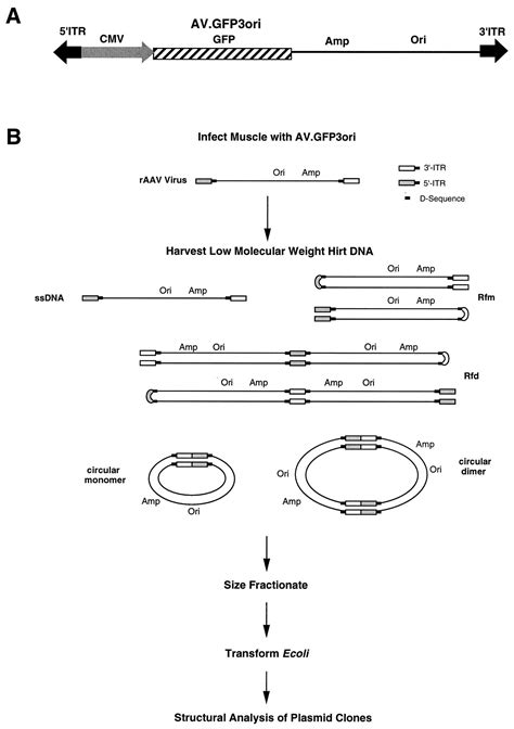 Circular Intermediates Of Recombinant Adeno Associated Virus Have Defined Structural