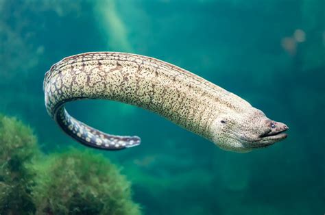 Whats The Difference Between A Sea Snake And An Eel
