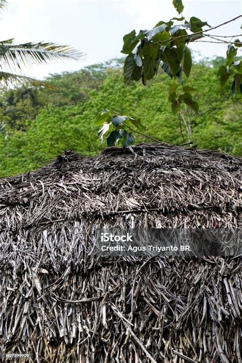Rumah Tradisional Dengan Atap Daun Foto Stok Unduh Gambar Sekarang Alam Arsitektur Atap