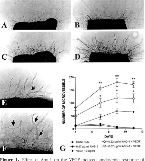 Figure 1 From Regulation Of Angiogenesis By Vascular Endothelial Growth Factor And Angiopoietin