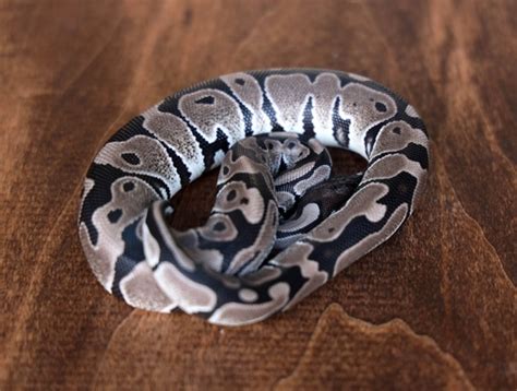 2019 Vpi Axanthic Pos Het Snow Ball Python By South Bae Reptiles
