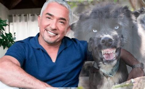 Veces Que César Millán Fracasó Como Entrenador De Perros