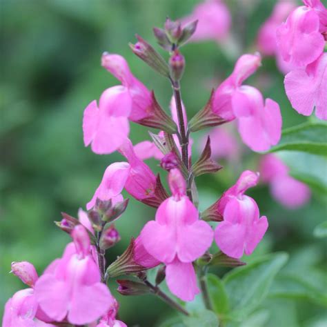 Sauge Arbustive Salvia Microphylla Grahamii Les Jardins De Phocas