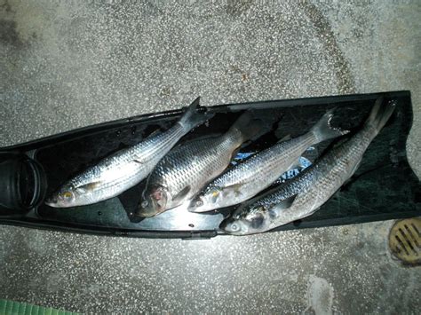 Шарани и други сладководни риби в черно море