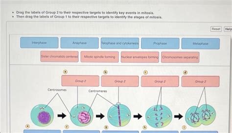 Drag The Labels Of Group 2 To Their Respective Targets To Identify Key