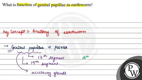 What Is Function Of Genital Papillae In Earthworm W Youtube