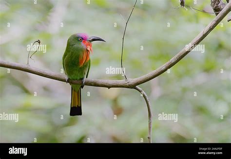 Red Bearded Bee Eater Nyctyornis Amictus From Sepilok Canopy Sabah