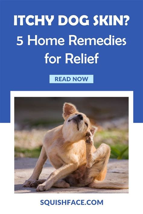 5 Home Remedies For Itchy Dog Skin