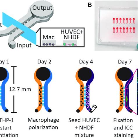 Fabrication And Operation Of A Multilayer Microfluidic Device Mmd For Download Scientific
