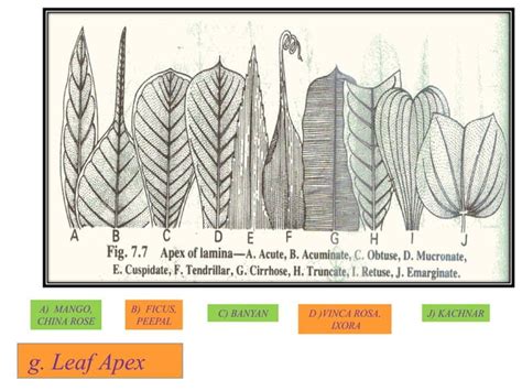 Plant Terminology Presentation Pdf Gardening Home Garden