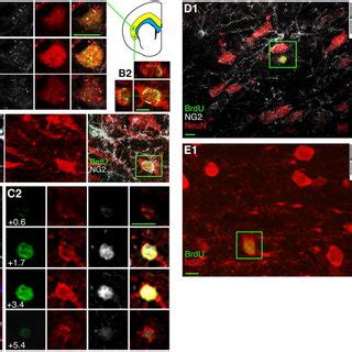 Some Cells Born In The Adult Cortex Express Neuronal Markers A A Download Scientific Diagram