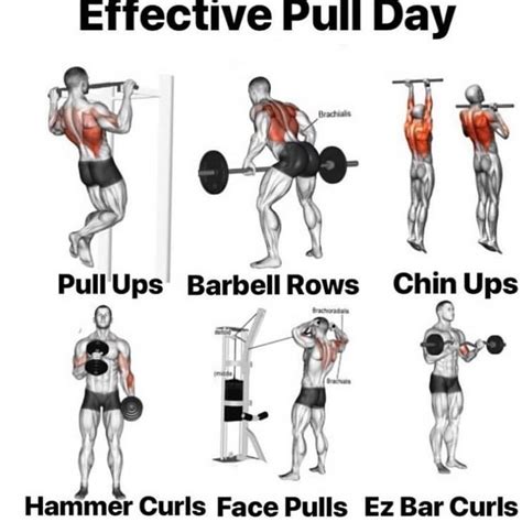 Most Effective Pull Day Exercises Entrenamiento Con Mancuernas
