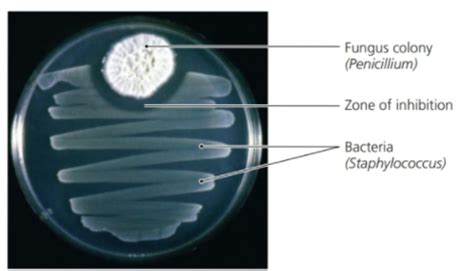 Biol 2100 Exam 1 Flashcards Quizlet