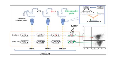 Rapid And Accurate Quantification Of Viable Lactobacillus Cells In Infant Formula By Flow