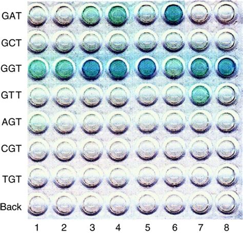 Semiquantitative Analysis Of Mutations In Codon 12 Of K Ras Using The Download Scientific