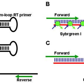 Pdf A Highly Sensitive Rt Pcr Method For Detection And Quantification