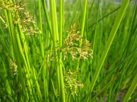 Juncus Effusus Plant Pack Diapteron Shop