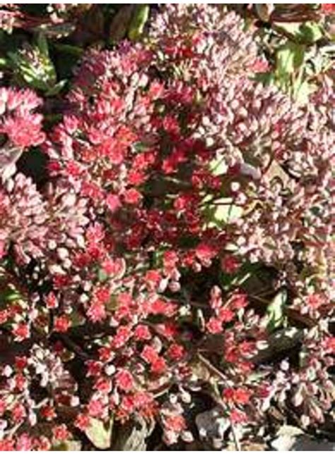 The Beth Chatto Gardens S Z Sedum Sedum Ruby Glow