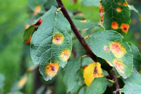 20 Facts About Pest Resistance Ohmyfacts