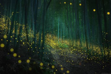 A Dazzling Series Of Photos Captures The Soft Glow Of Firefly Mating