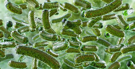 Acetobacter Bacteria Gramnegative Acetobacter Bacteria Ethanol Conversion To Acetic Acid